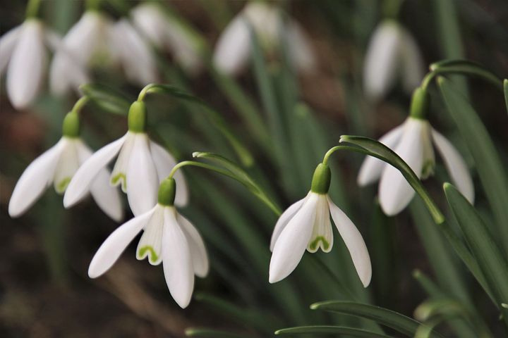 1,000+ Free Smell & Spring Photos - Pixabay