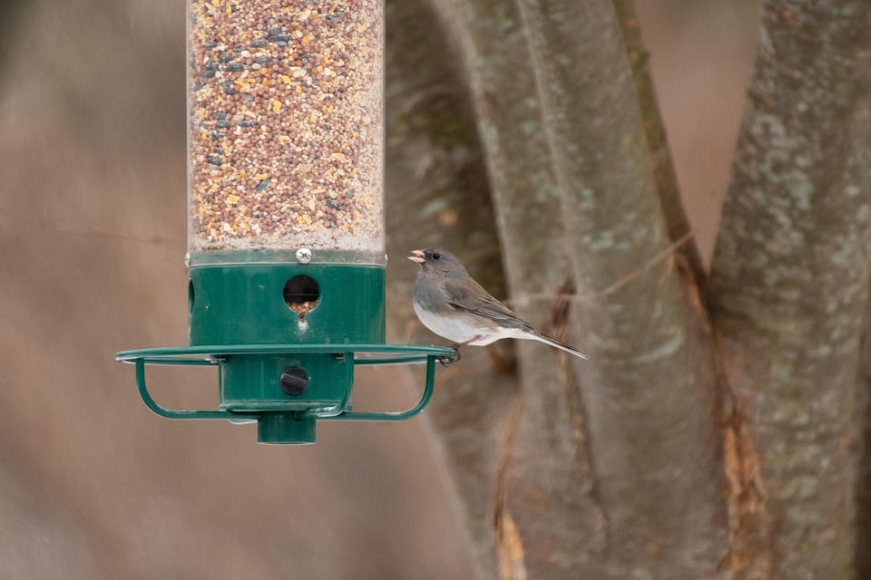 Bird Feeder Backyard Wildlife - Free photo on Pixabay