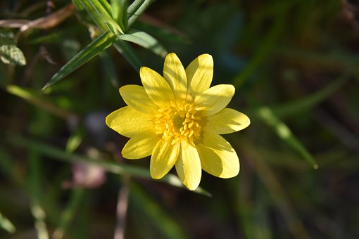 50+ Free Botton D'Oro & Gold Button Images - Pixabay