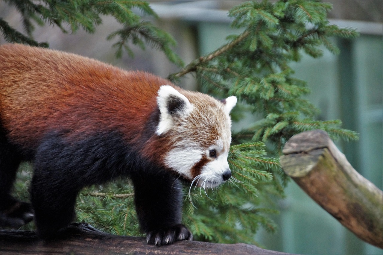 Panda Merah Liar Satwa - Foto gratis di Pixabay - Pixabay