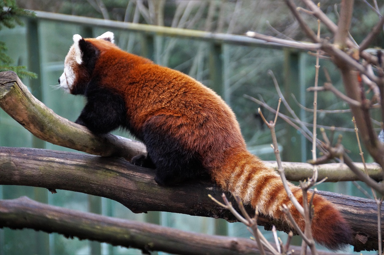 El Panda Rojo Salvaje Animal - Foto gratis en Pixabay - Pixabay