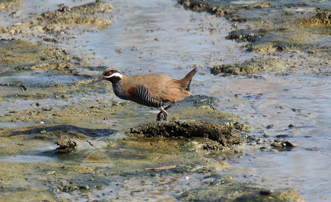 Salvaje Fauna Silvestre Humedal - Foto gratis en Pixabay - Pixabay