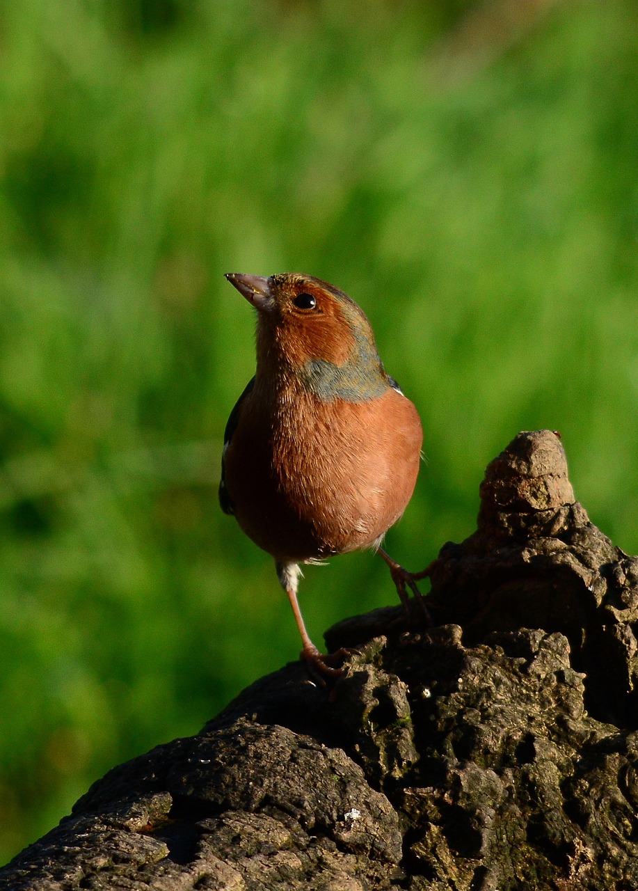 300+ Free Chaffinch & Bird Images - Pixabay