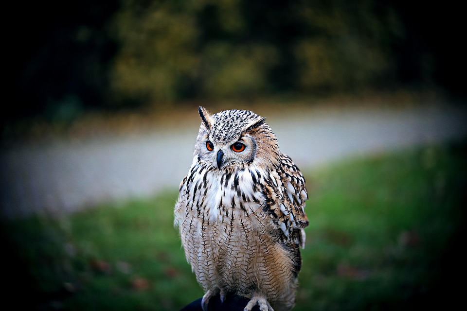 Owl Bird Nature - Free photo on Pixabay