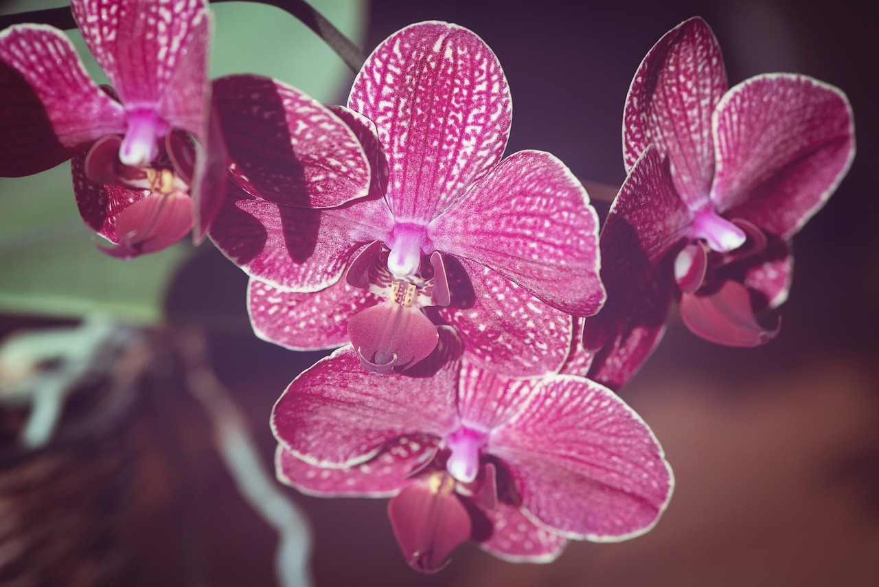 Orchidee Pflanze Blume - Kostenloses Foto auf Pixabay - Pixabay