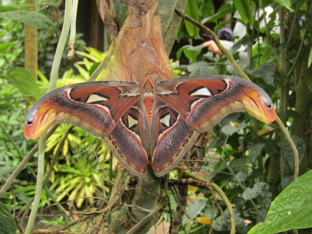 Plus de 50 000 images de Detailed Butterfly et de Nature - Pixabay