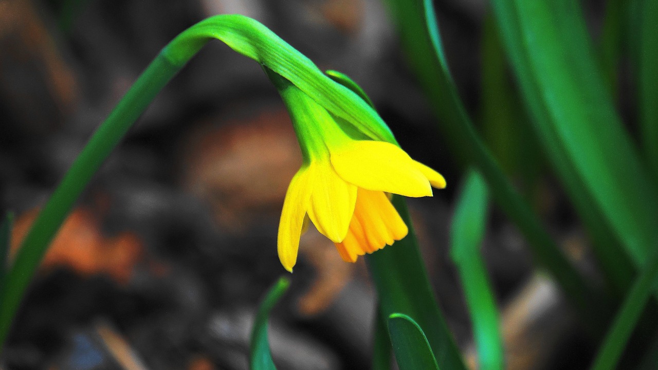 3,000+ Free Daffodils & Nature Images - Pixabay