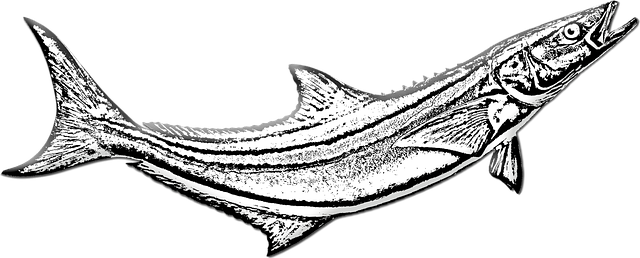 Cobia Fish Game Fishing Sea - Free image on Pixabay