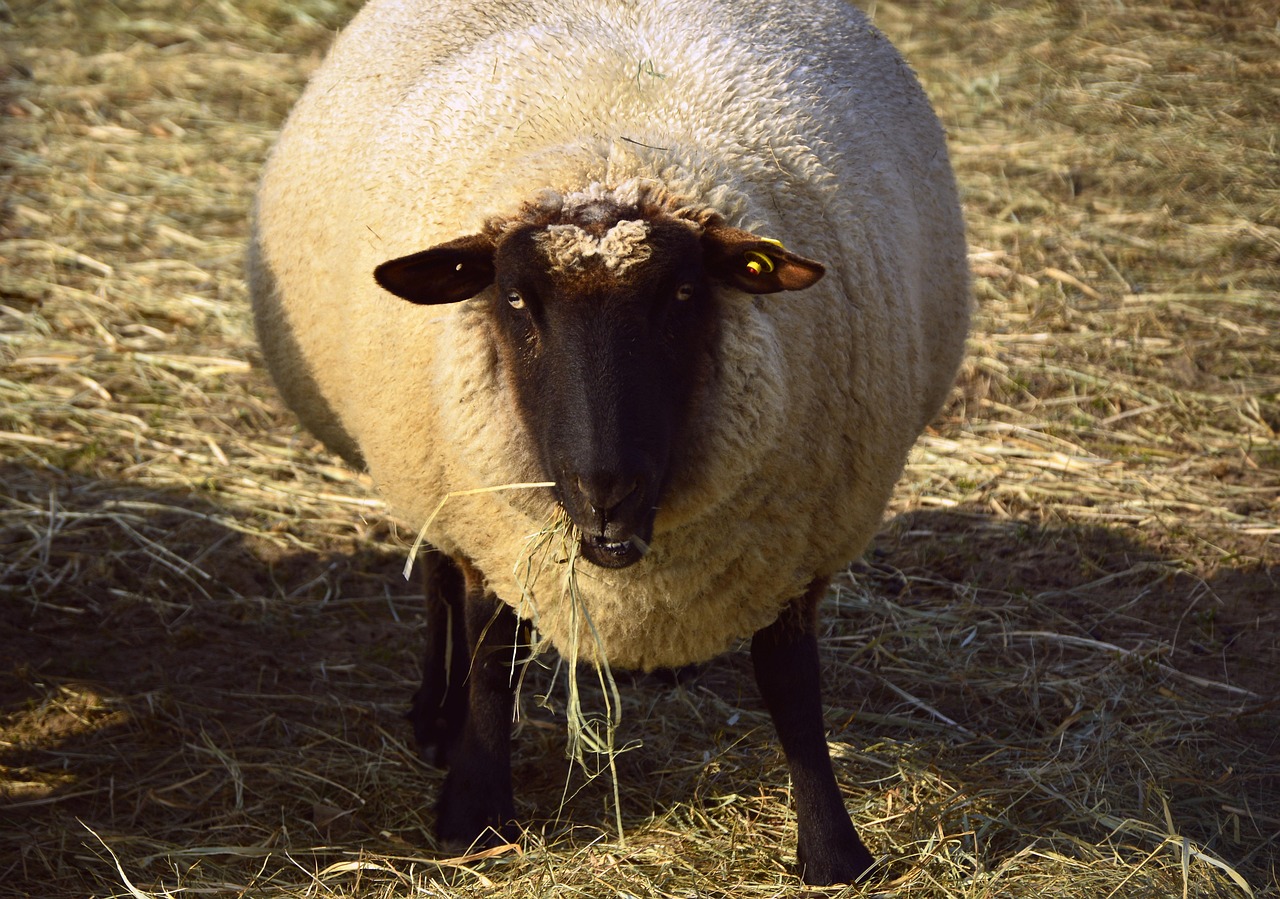 Sheep Animal Farm - Free photo on Pixabay