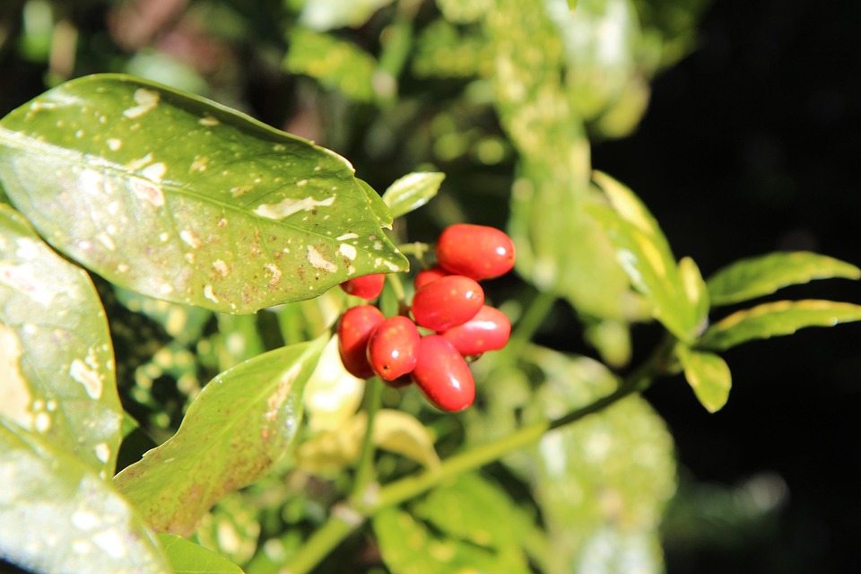 Laurier Aucuba Du Japon Fruits - Photo gratuite sur Pixabay - Pixabay