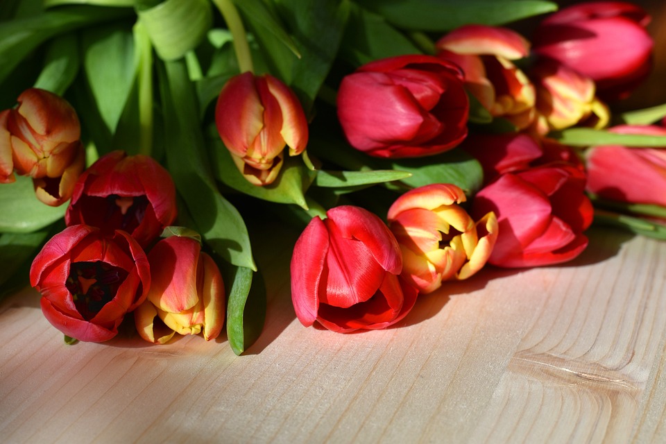 Lalele Lalea Flori - Fotografie gratuită pe Pixabay