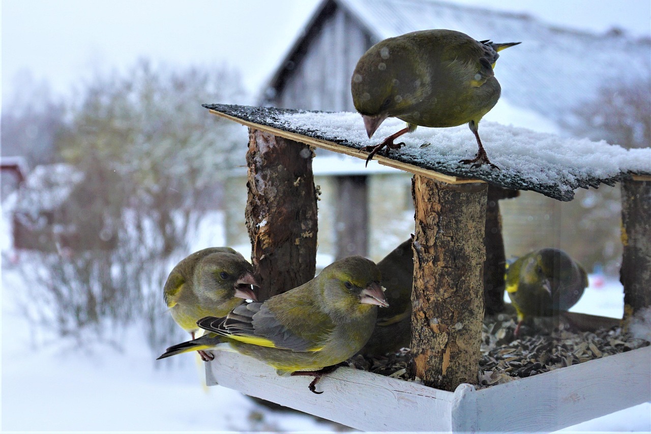 100+ Free Greenfinch & Bird Images - Pixabay