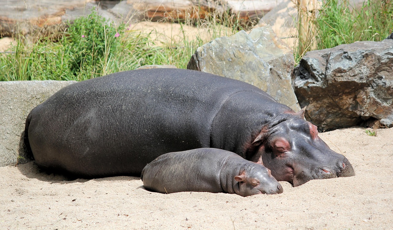 400+ Free Hippopotamus & Hippo Photos - Pixabay