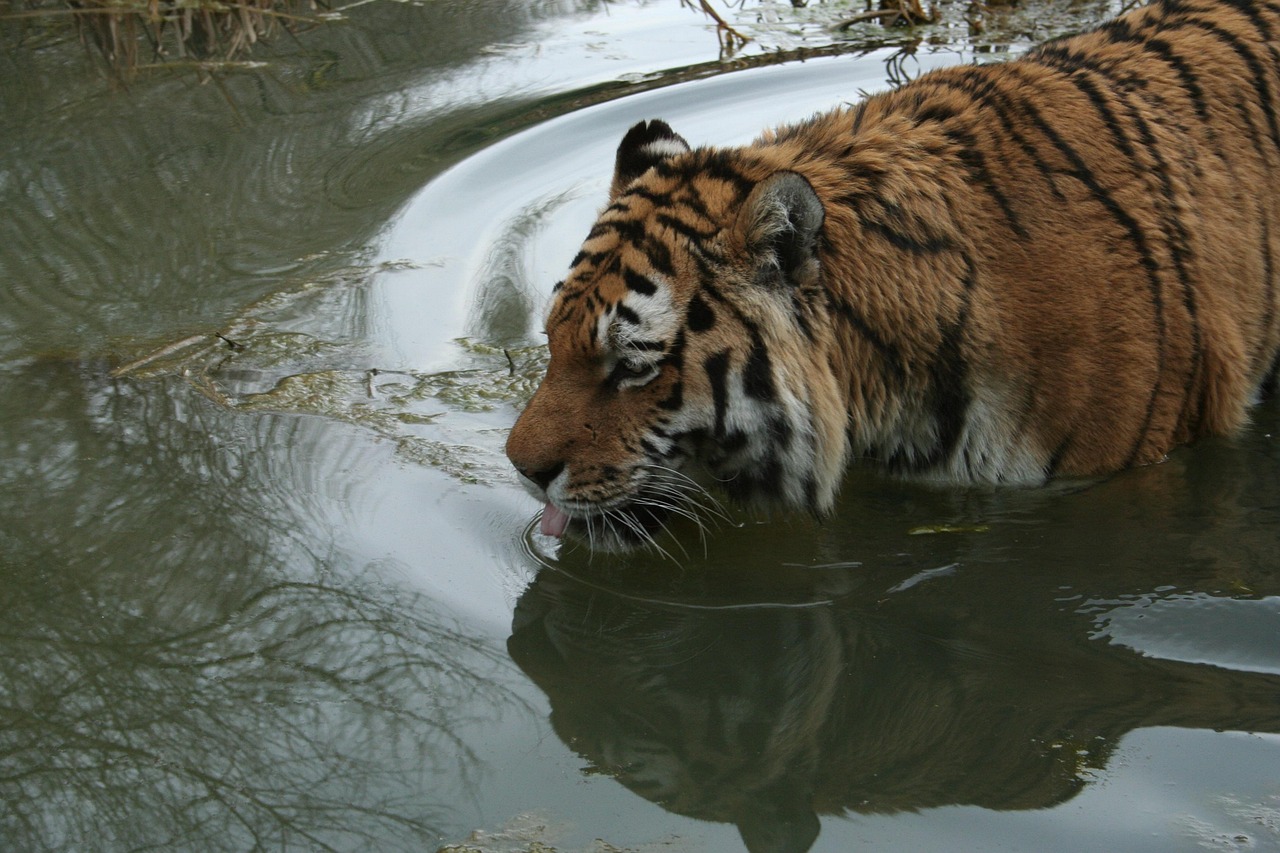 Tiger Swim Bathing - Free photo on Pixabay - Pixabay