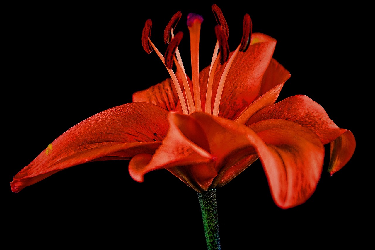 60,000+ Free Dark Lilies & Dark Images - Pixabay
