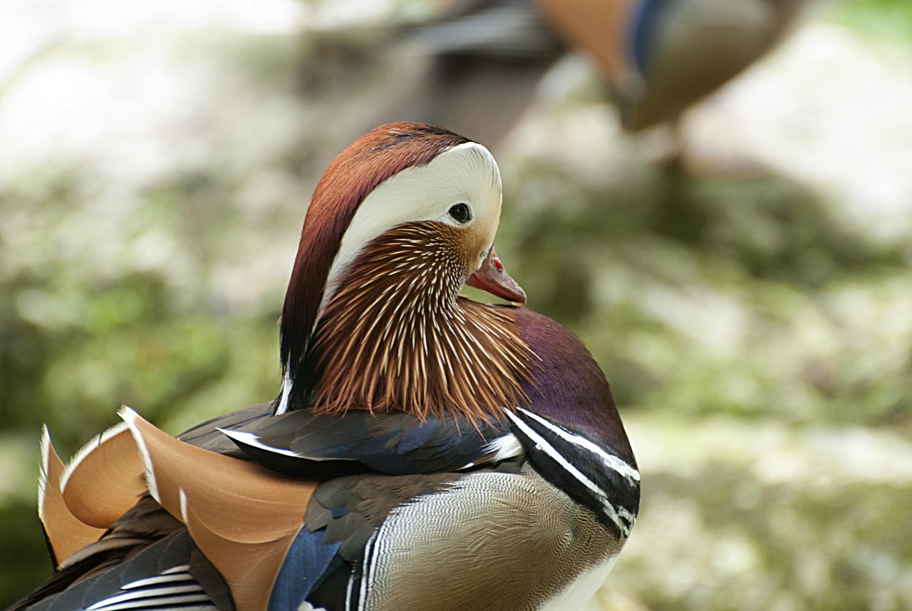 100+ Free 원앙 & Mandarin Ducks Images - Pixabay