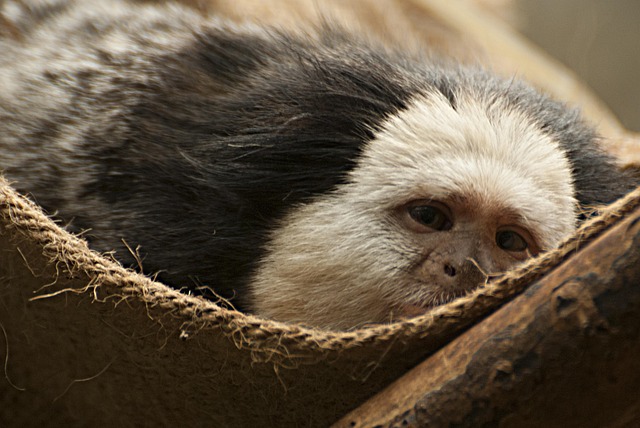 Ape Lazing Around Animals Animal - Free photo on Pixabay - Pixabay
