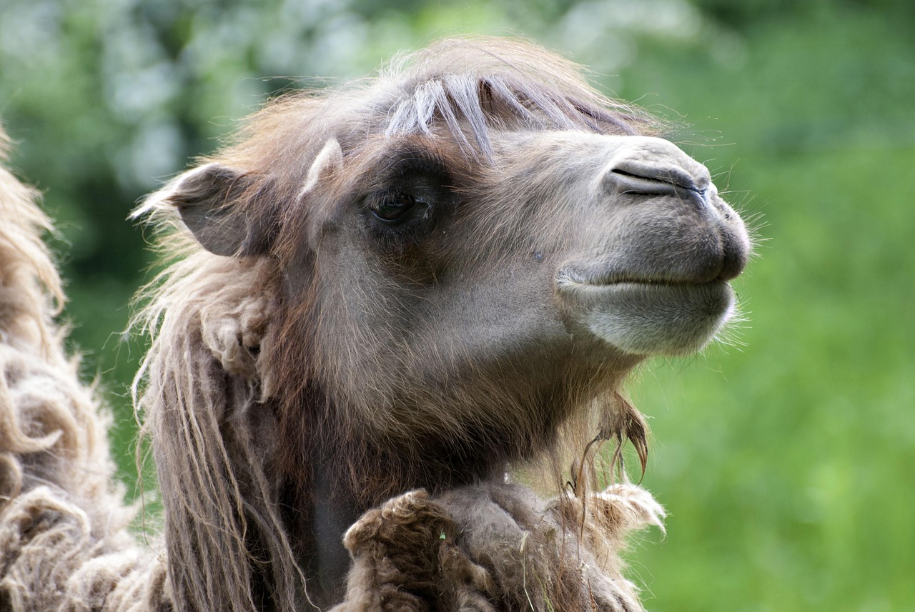 Camel Animals Fun Animal - Free photo on Pixabay - Pixabay