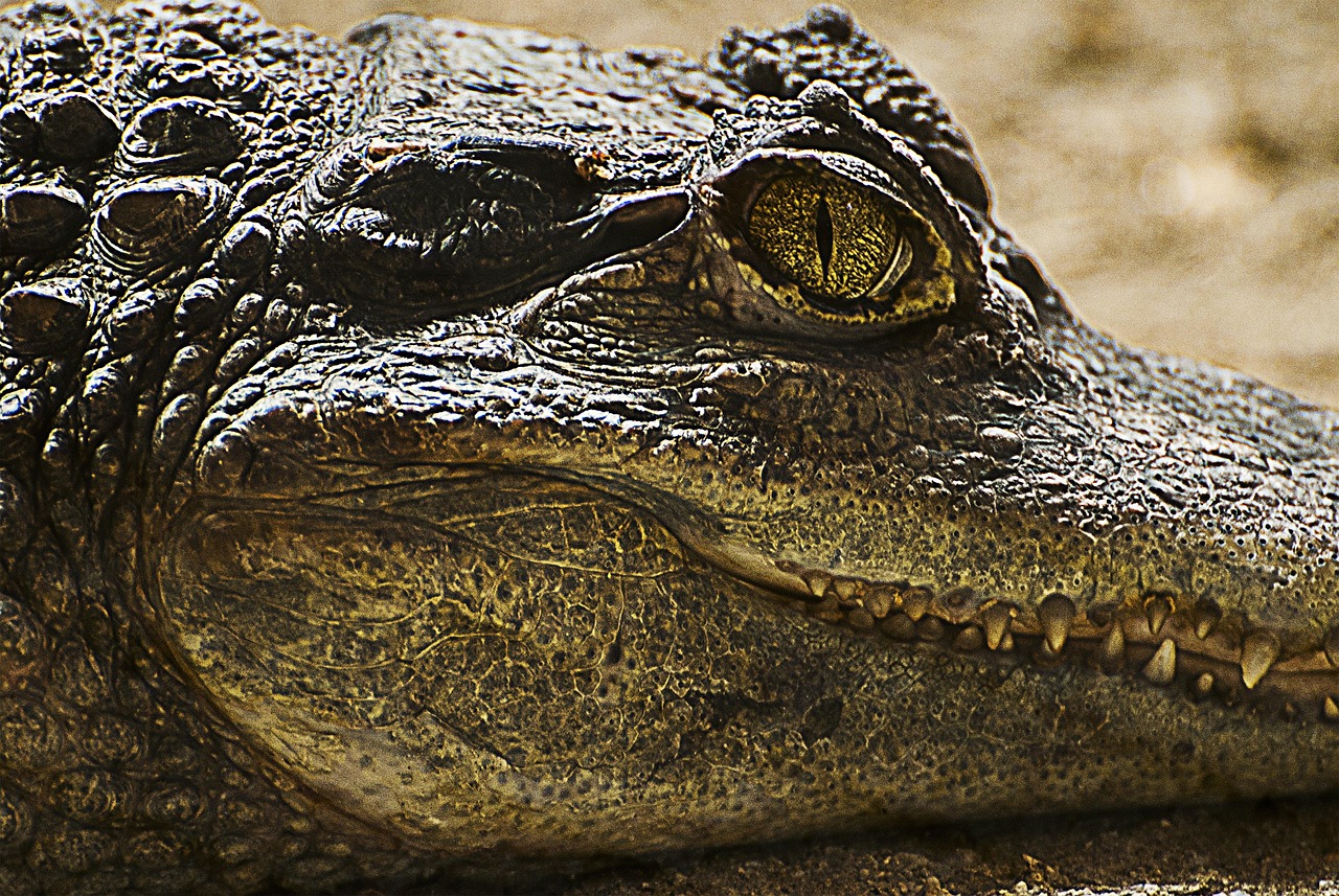 Krokodille Dyr Portræt Lizard - Gratis foto på Pixabay - Pixabay