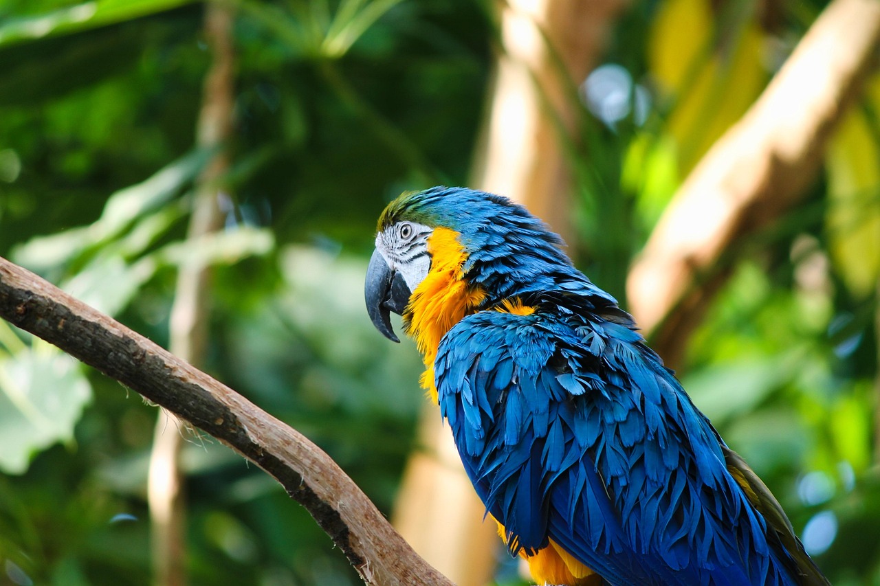 Yellow Macaw Era Bird - Free photo on Pixabay - Pixabay