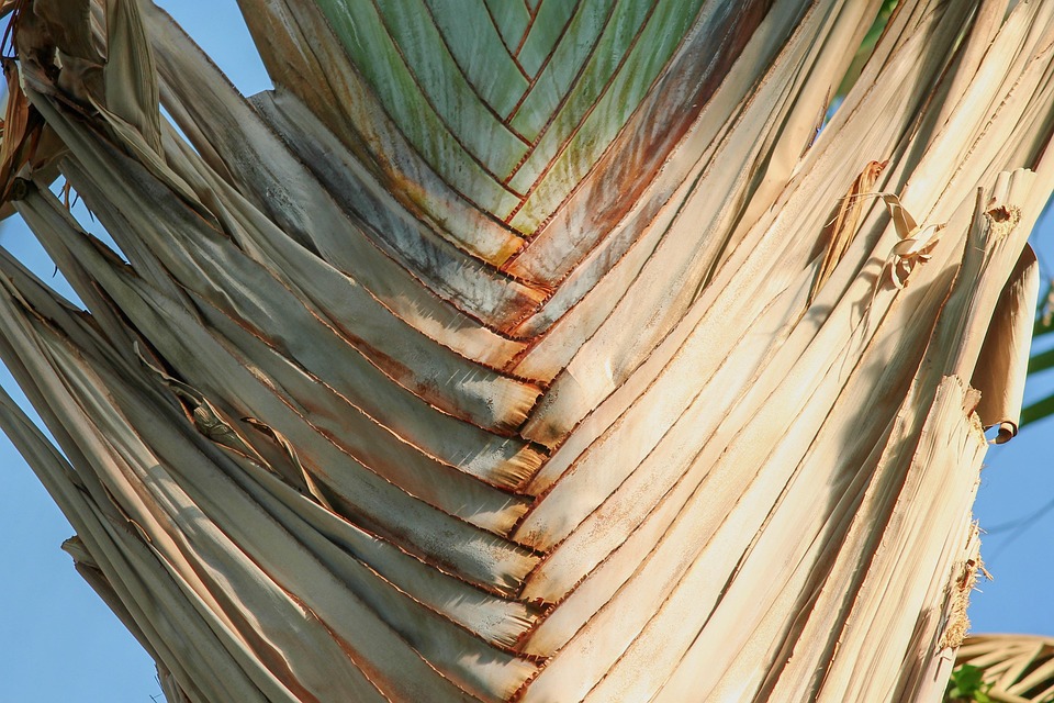 Palme Palmstamm Gefächert - Kostenloses Foto auf Pixabay - Pixabay
