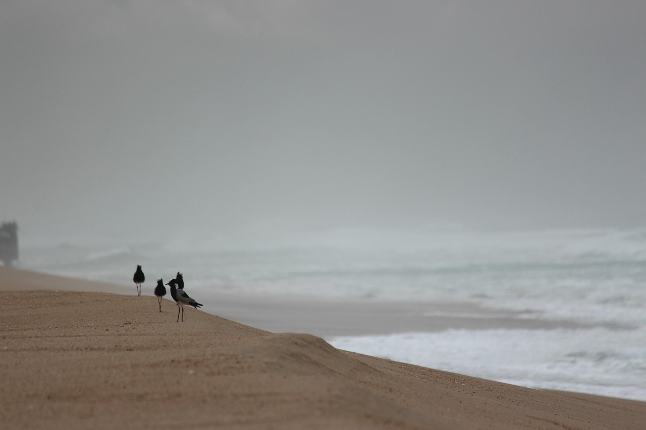 100,000+ Free City Of Durban & City Images - Pixabay