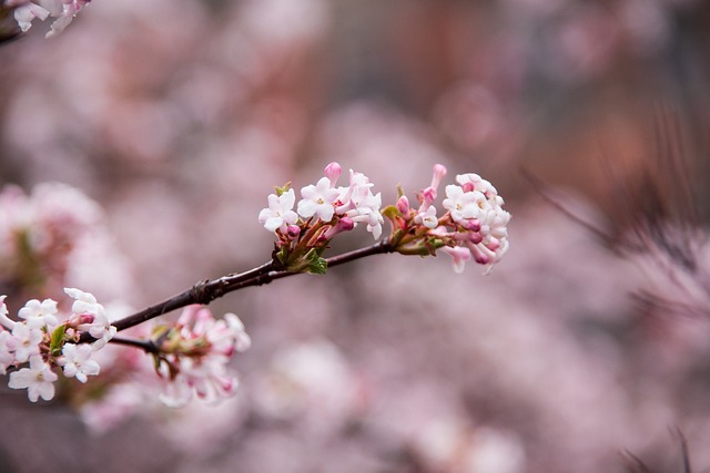 Spring Nature Garden Close - Free photo on Pixabay - Pixabay