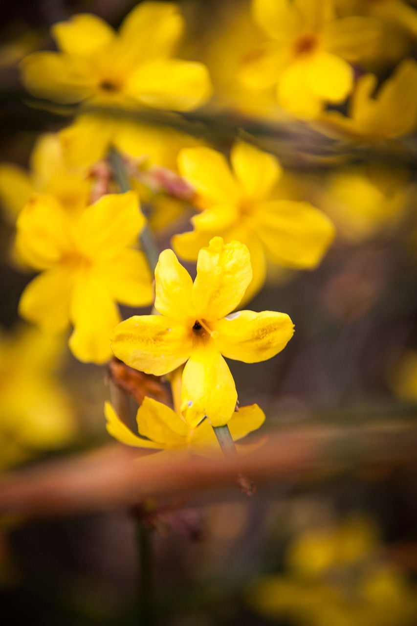 Spring Nature Garden Close - Free photo on Pixabay - Pixabay
