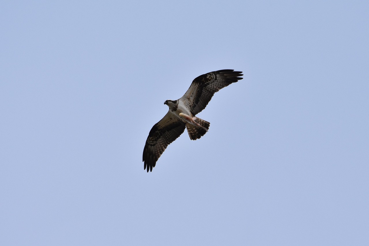 Flyvefisk Video