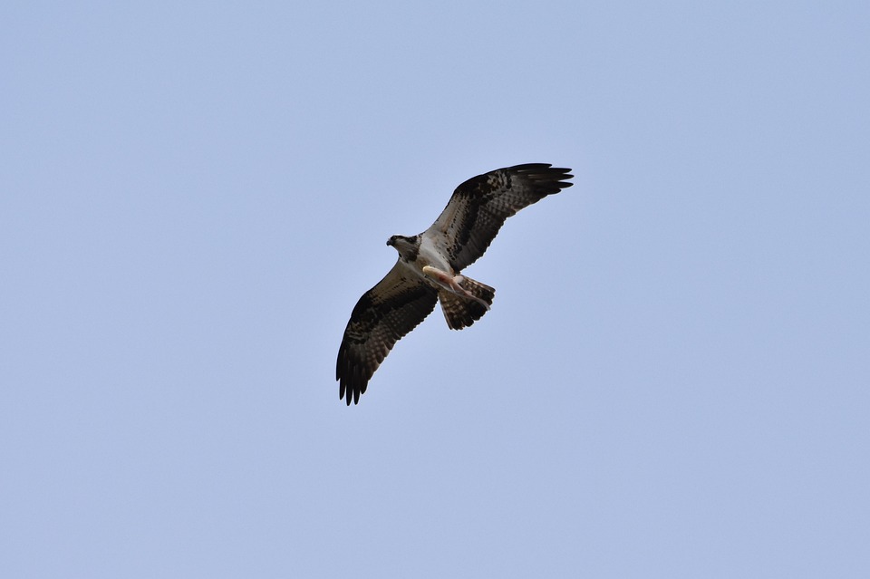 Animal Sky Bird Wild - Free photo on Pixabay - Pixabay
