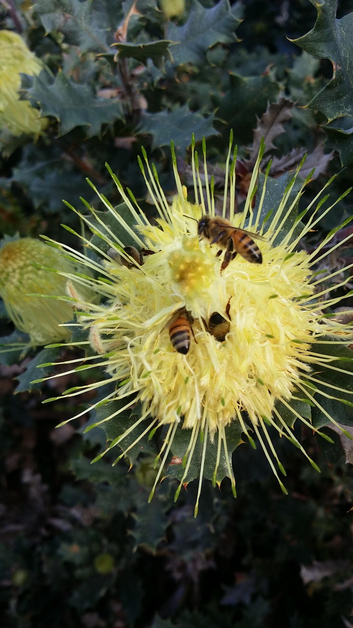 Les Abeilles Fleur Jaune - Photo gratuite sur Pixabay - Pixabay
