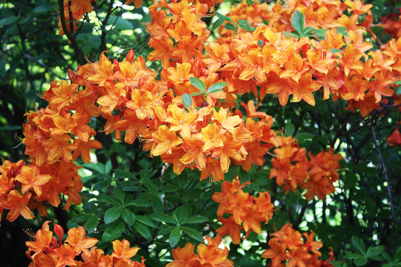 Japan Plants Leverkusen - Free photo on Pixabay - Pixabay