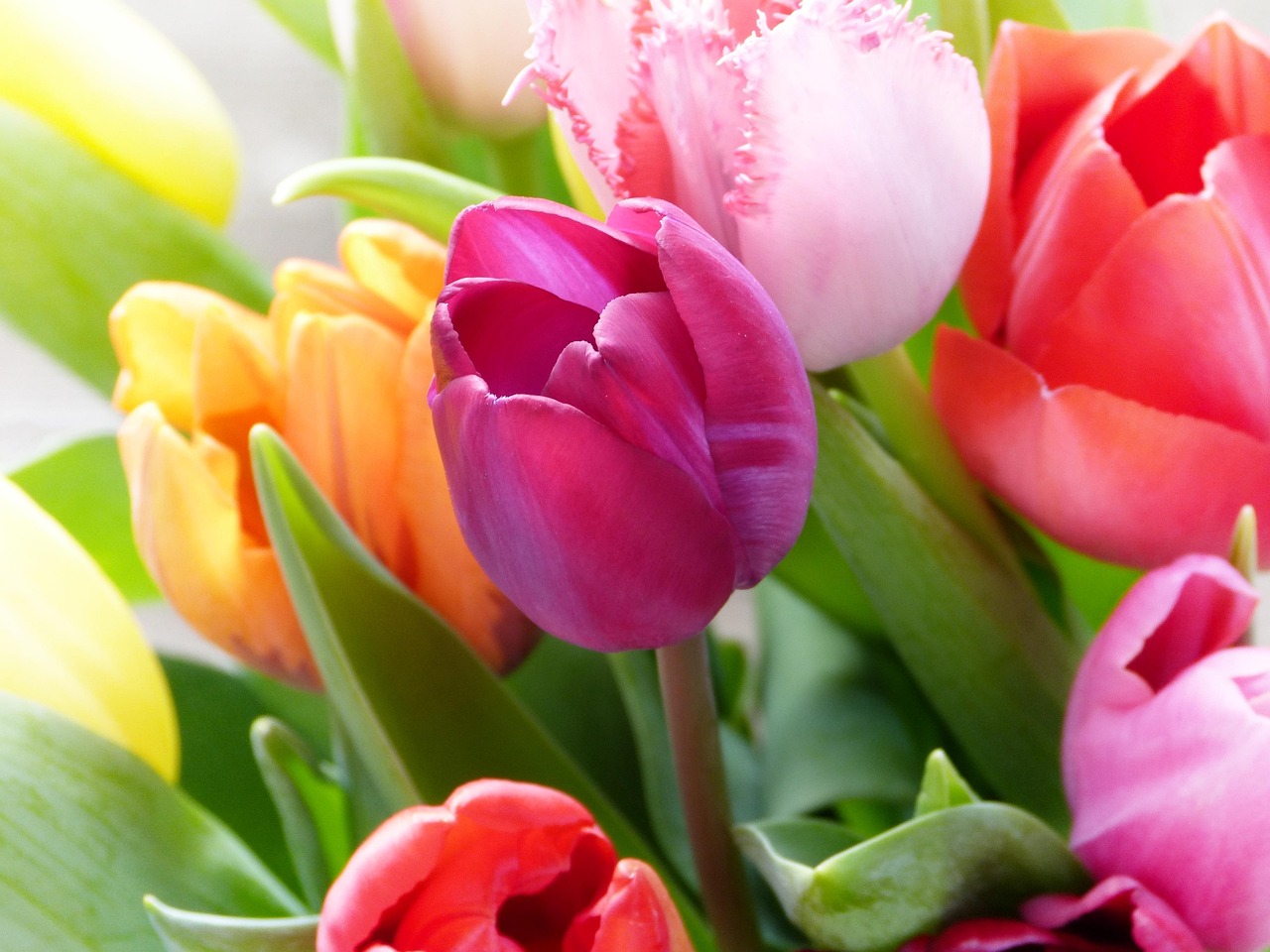 200+ kostenlose Tulpenstrauss und Tulpenstrauß-Bilder - Pixabay