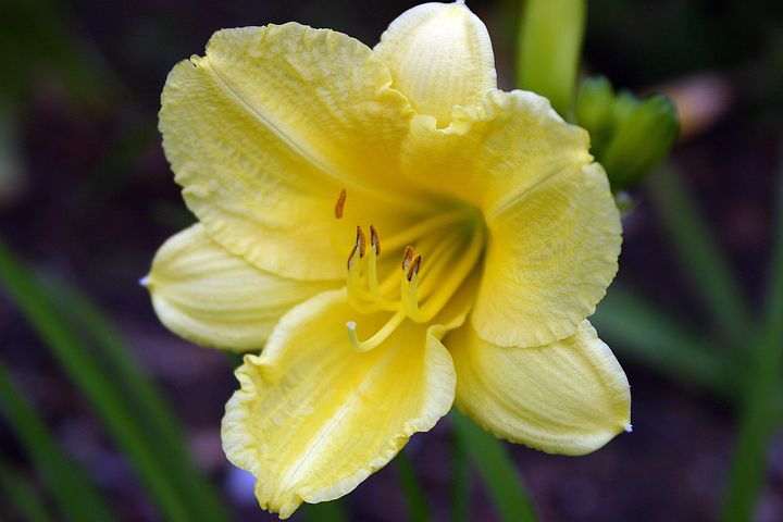 300+ Free Daylily & Flower Photos - Pixabay