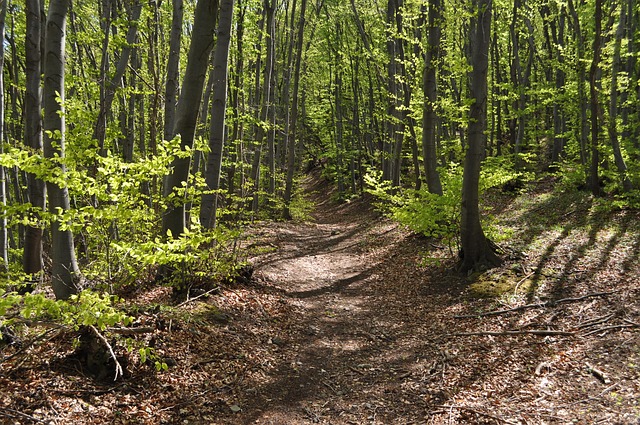 Berg Pfad Wandern - Kostenloses Foto auf Pixabay - Pixabay