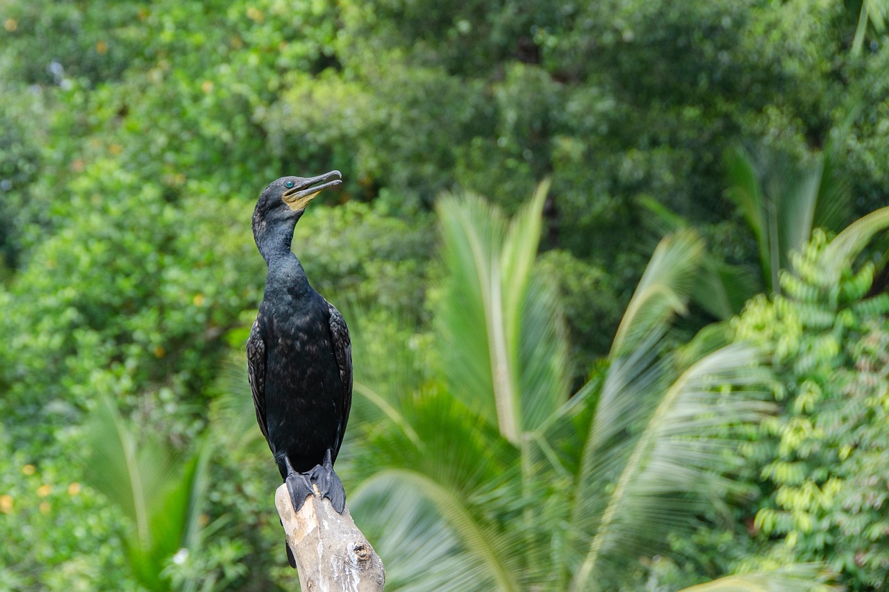 Cormorant Bird Avian - Free photo on Pixabay