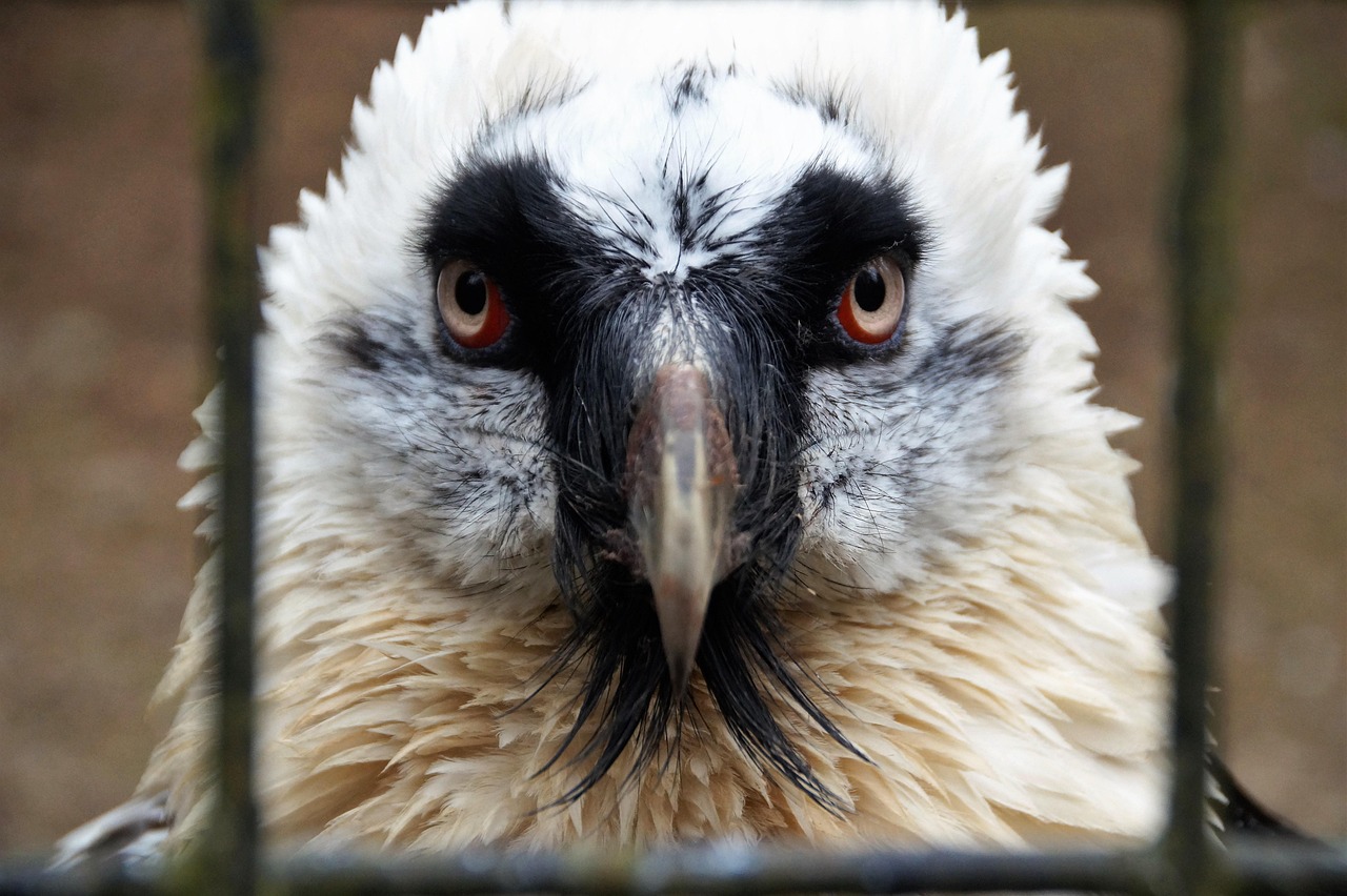 Bird Big Predator - Free photo on Pixabay - Pixabay