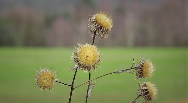 Thistles End Of Winter - Free photo on Pixabay