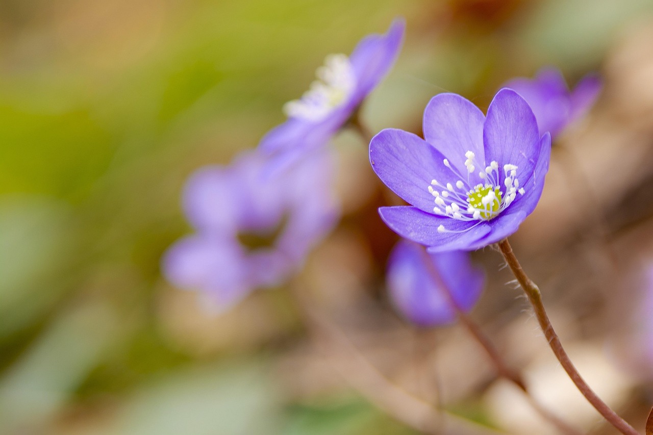 Liver Flower Hepatica Violet - Free photo on Pixabay