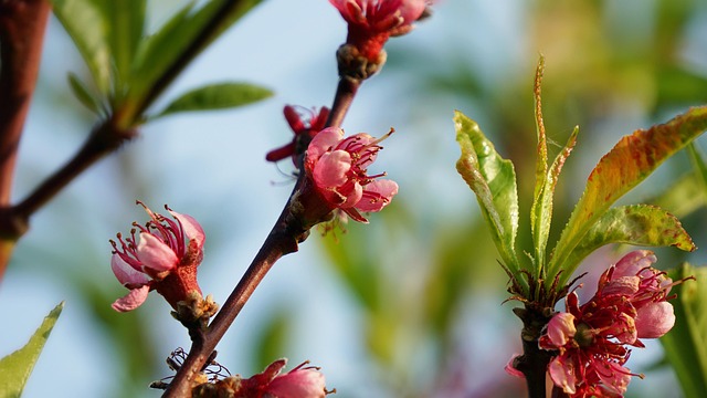 Mekar Merah Jambu Pohon - Foto gratis di Pixabay - Pixabay