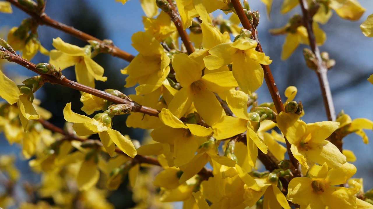 500+ Free Forsythia & Nature Images - Pixabay