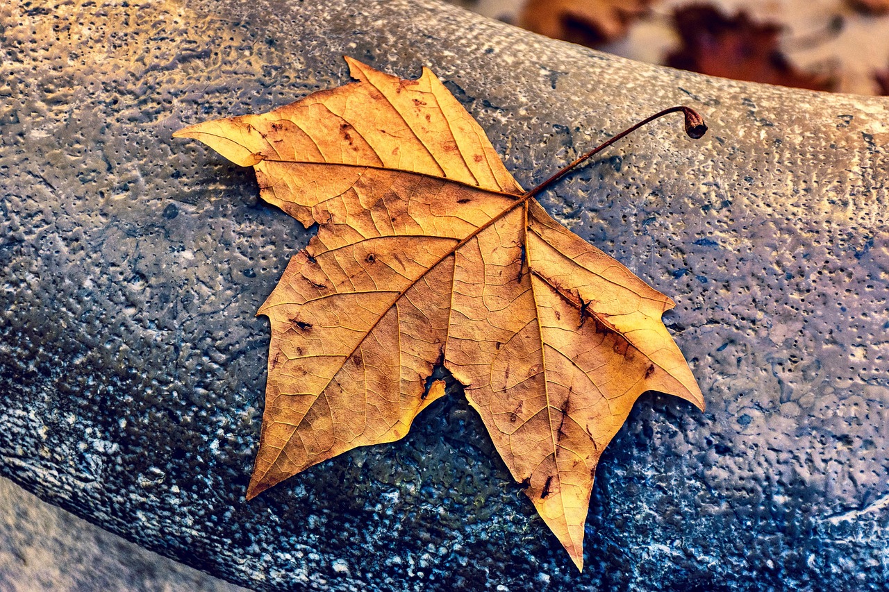 Dead Leaf Autumn Fall Free Photo On Pixabay Pixabay Dead Leaf Autumn Fall Free Photo On Pixabay Pixabay