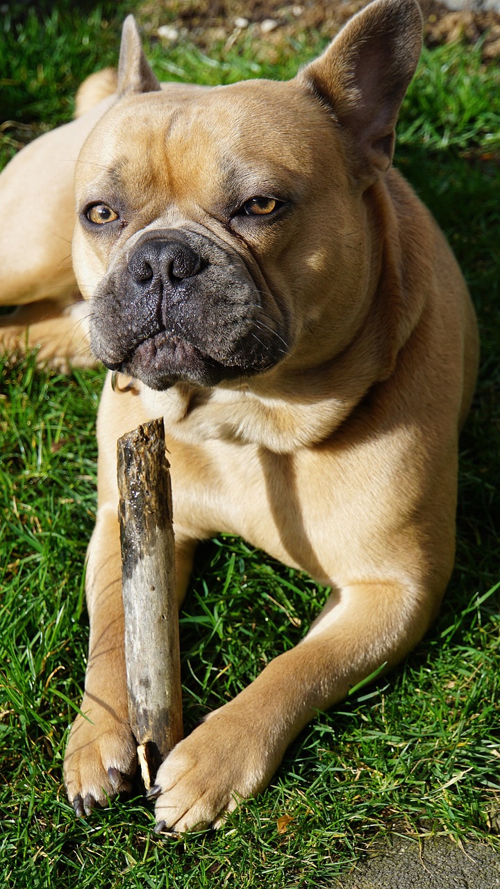 Bulldog Français Chien Animal - Photo gratuite sur Pixabay - Pixabay