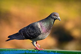Pombo Gaiola Do Pássaro Vida - Foto gratuita no Pixabay