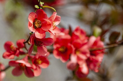 50+ Free Ornamental Quince & Bush Photos - Pixabay