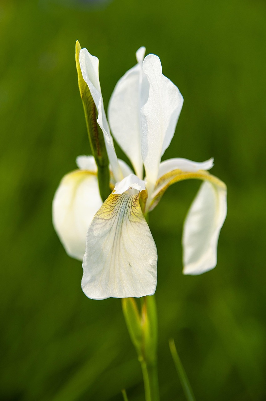 Page 9 - 400,000+ Free Iris Flowers & Nature Images - Pixabay
