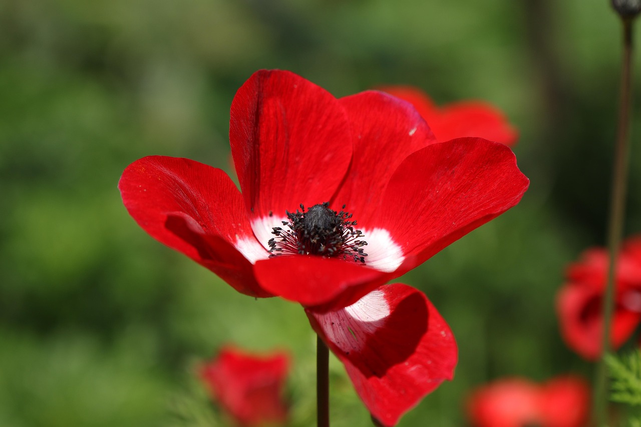 Flor Anémona Rojo - Foto gratis en Pixabay - Pixabay