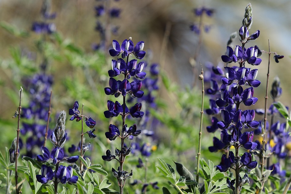 Bunga-Bunga Lupin Biru Bunga - Foto gratis di Pixabay
