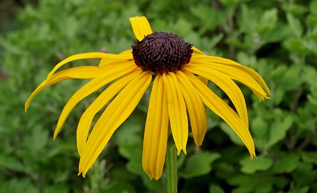 Rudbeckia Brilian Bunga Kuning - Foto gratis di Pixabay - Pixabay