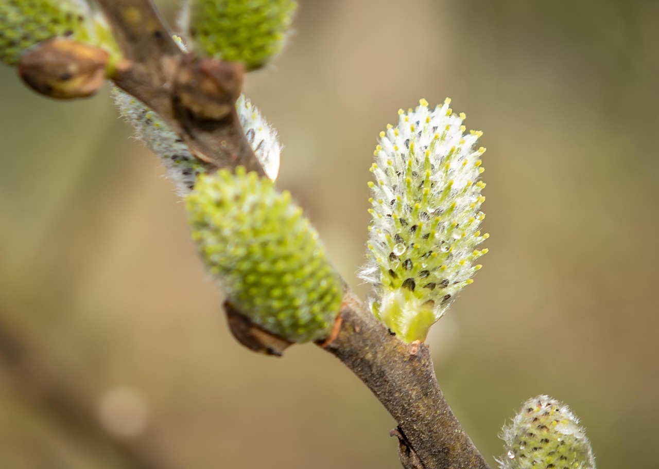 Saule Bourgeon Le Printemps La - Photo gratuite sur Pixabay - Pixabay